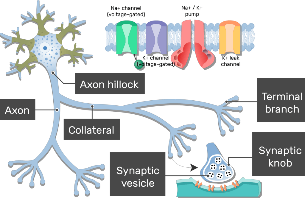 Axon - Structure and Functions | GetBodySmart
