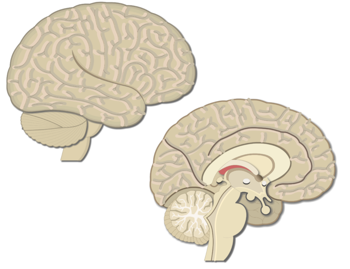 Primary somatosensory cortex: location and function | GetBodySmart