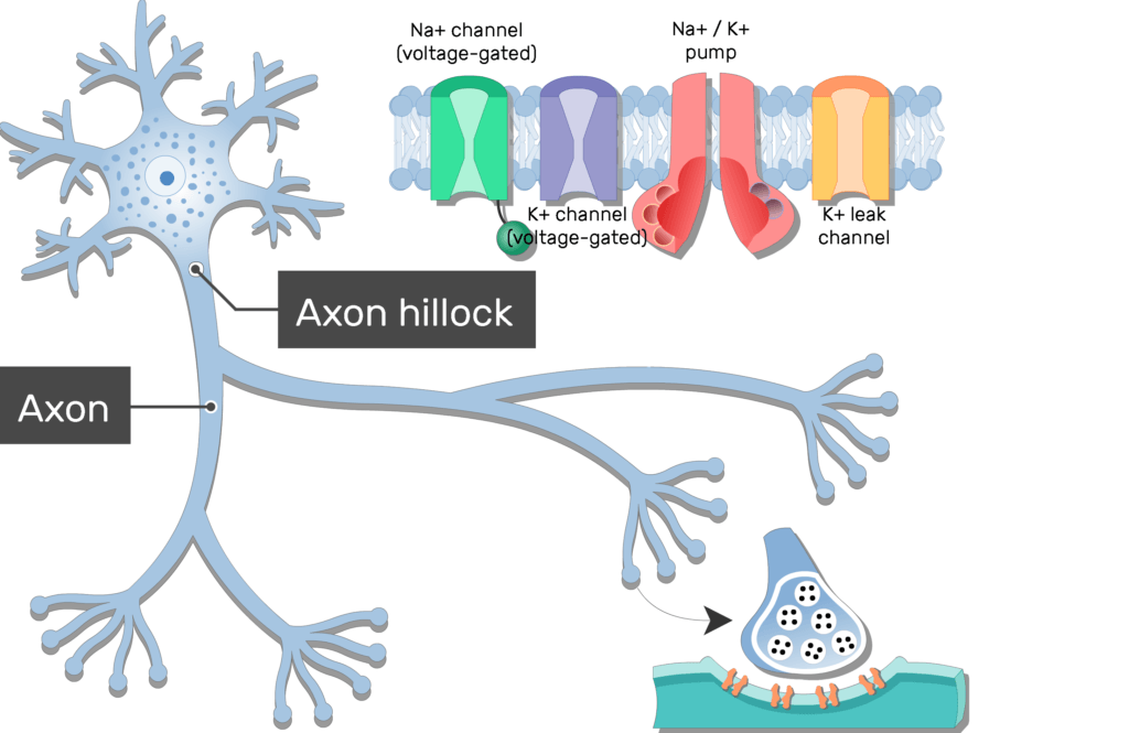 Axon - Structure and Functions | GetBodySmart