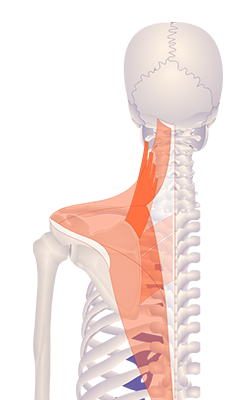 Levator Scapulae Muscle: attachments and action | GetBodySmart