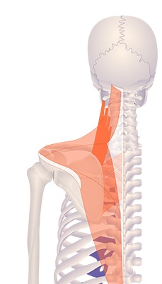 Levator Scapulae Muscle: attachments and action | GetBodySmart