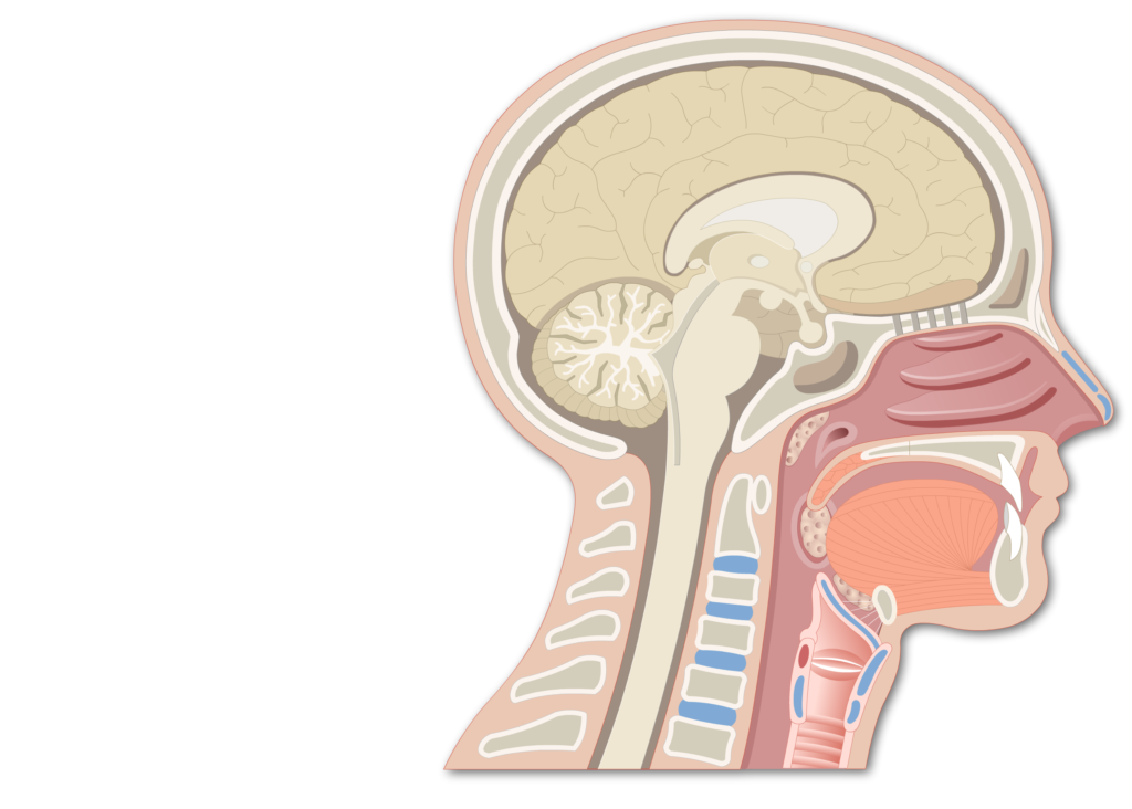 Anatomy and regions of the pharynx | GetBodySmart