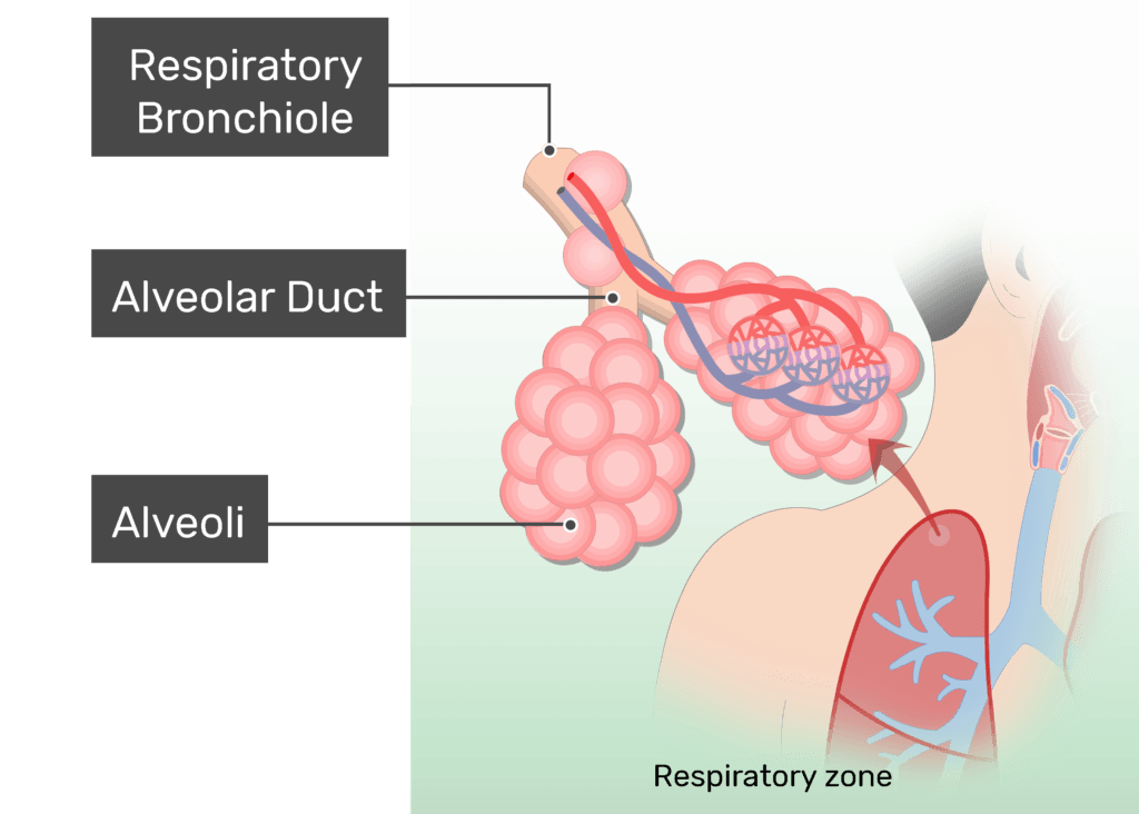 Alveolar Duct Model