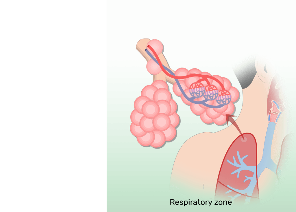 Respiratory System No Labels Lungs And Respiratory System (for Teens)