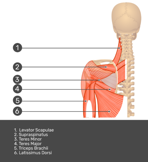 Rhomboid Major Muscle | GetBodySmart