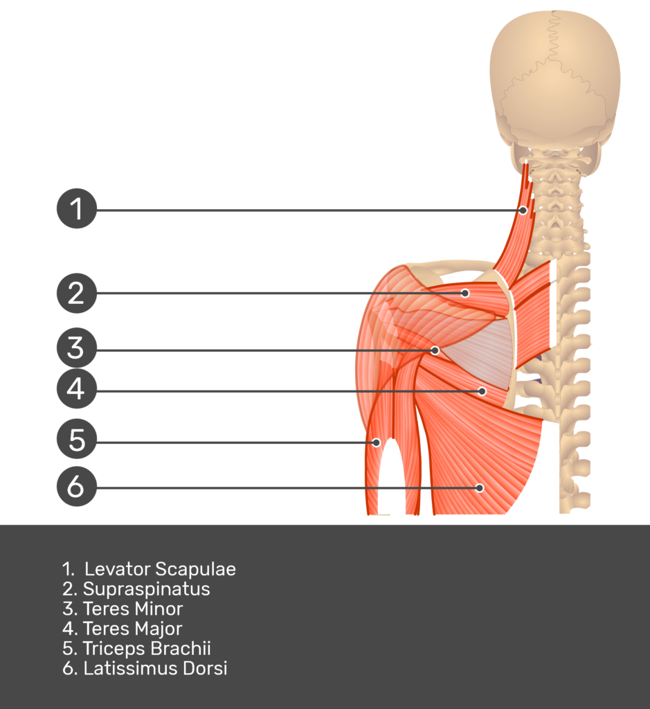 Rhomboid Major Function