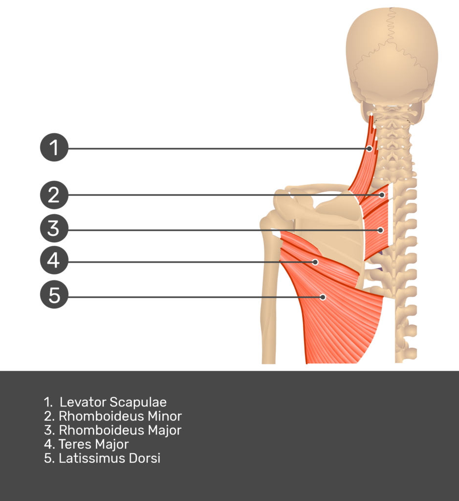Rhomboid Origin And Insertion