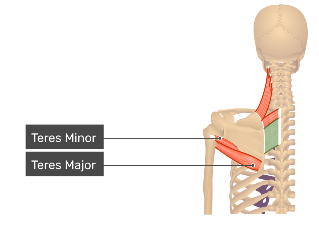 Rhomboid Major Muscle: attachments, actions, innervation | GetBodySmart