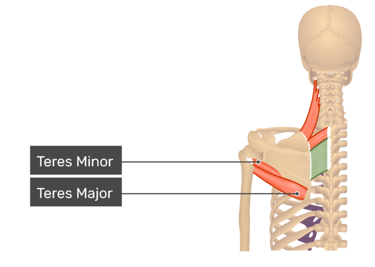 Rhomboid Major Muscle: attachments, actions, innervation | GetBodySmart