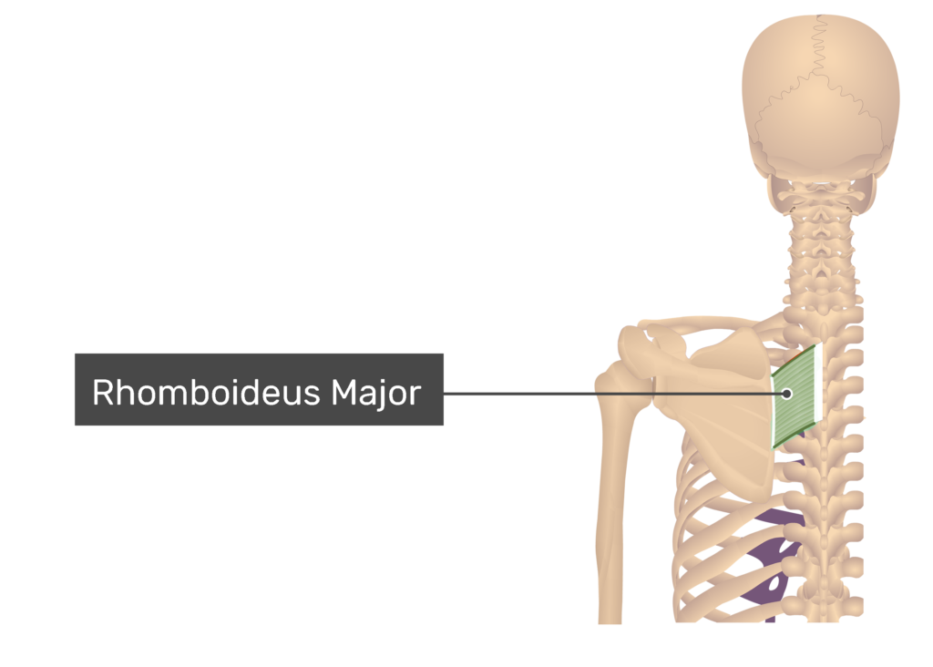 Rhomboid Major Muscle: attachments, actions, innervation | GetBodySmart