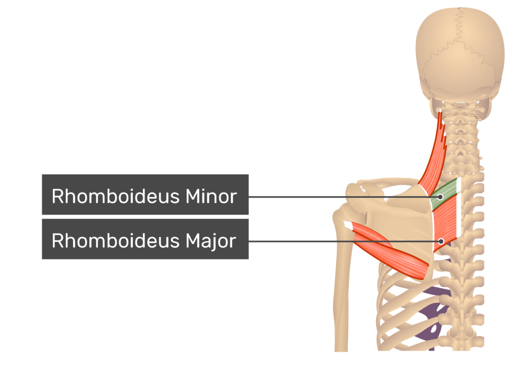 Teres Minor Origin And Insertion