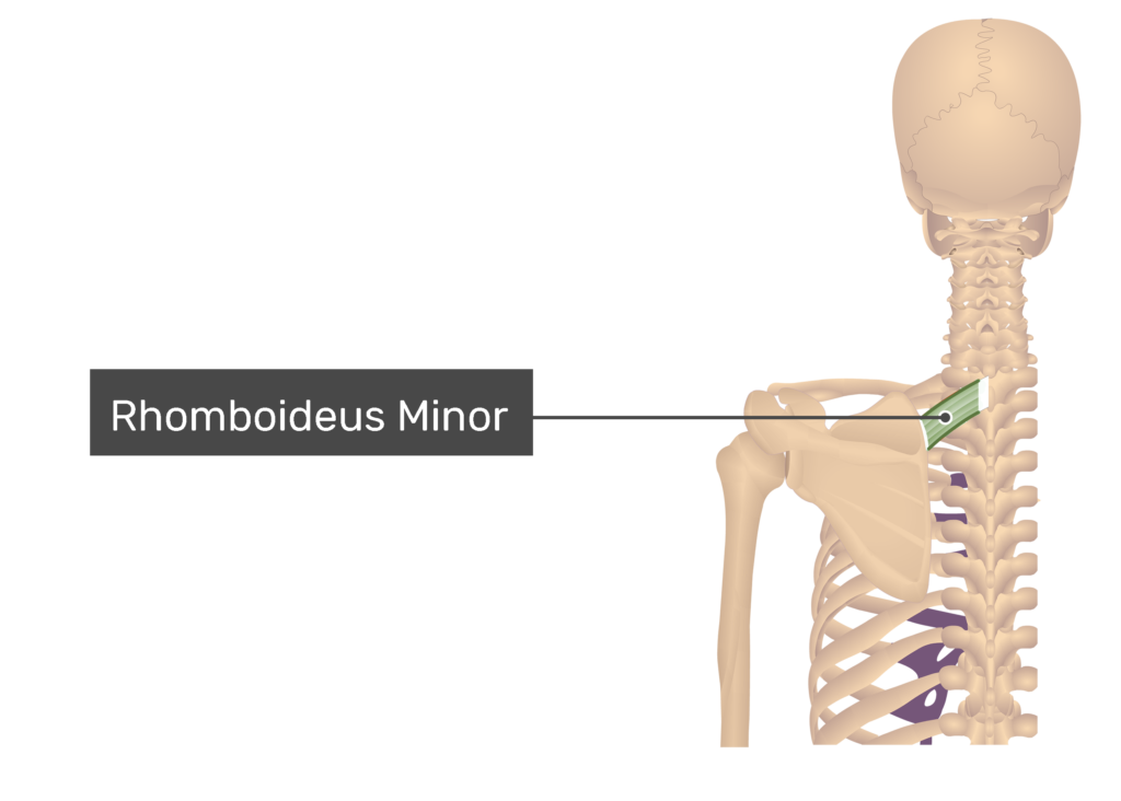 Rhomboid Minor