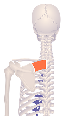 Rhomboid Minor Muscle: attachments, actions, innervation | GetBodySmart