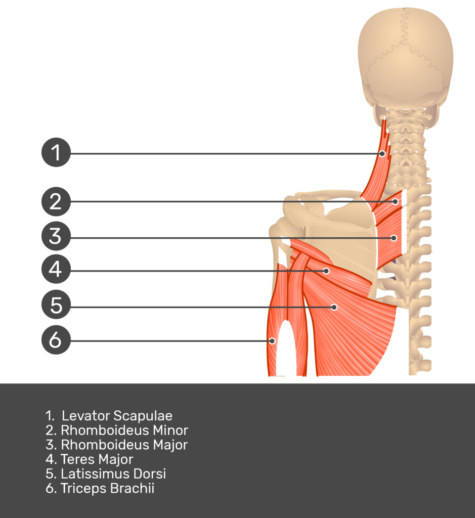 Rhomboid Major And Minor