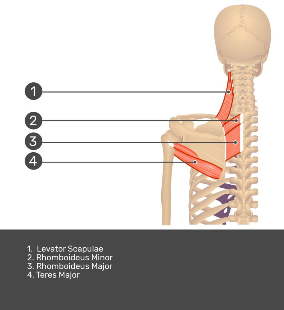 Rhomboid Major And Minor