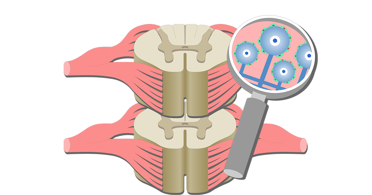 Satellite Cells - Location, Structure, and Function | GetBodySmart