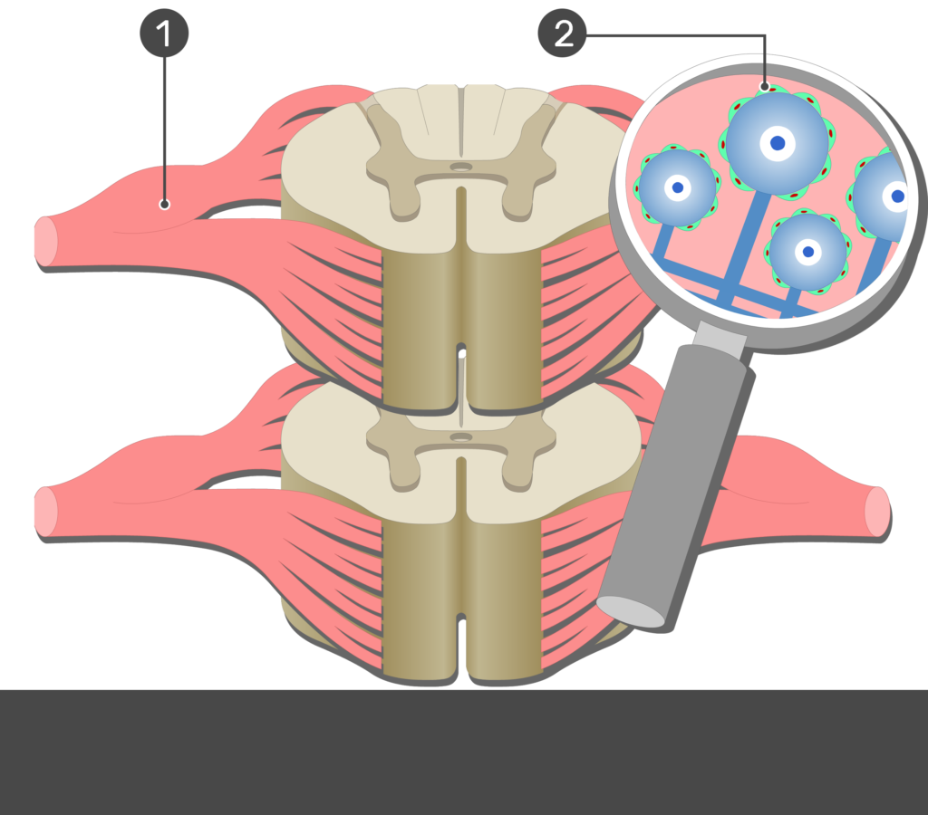 Spinal Ganglion