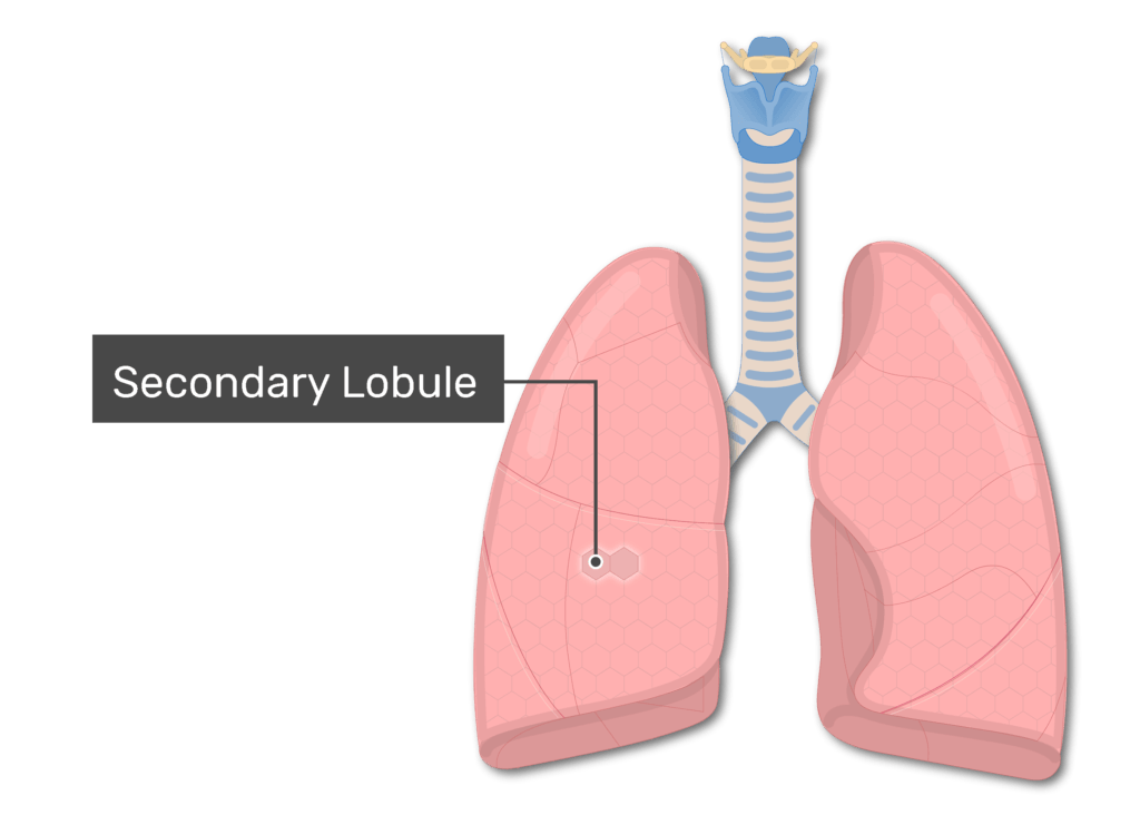 Secondary Pulmonary Lobule