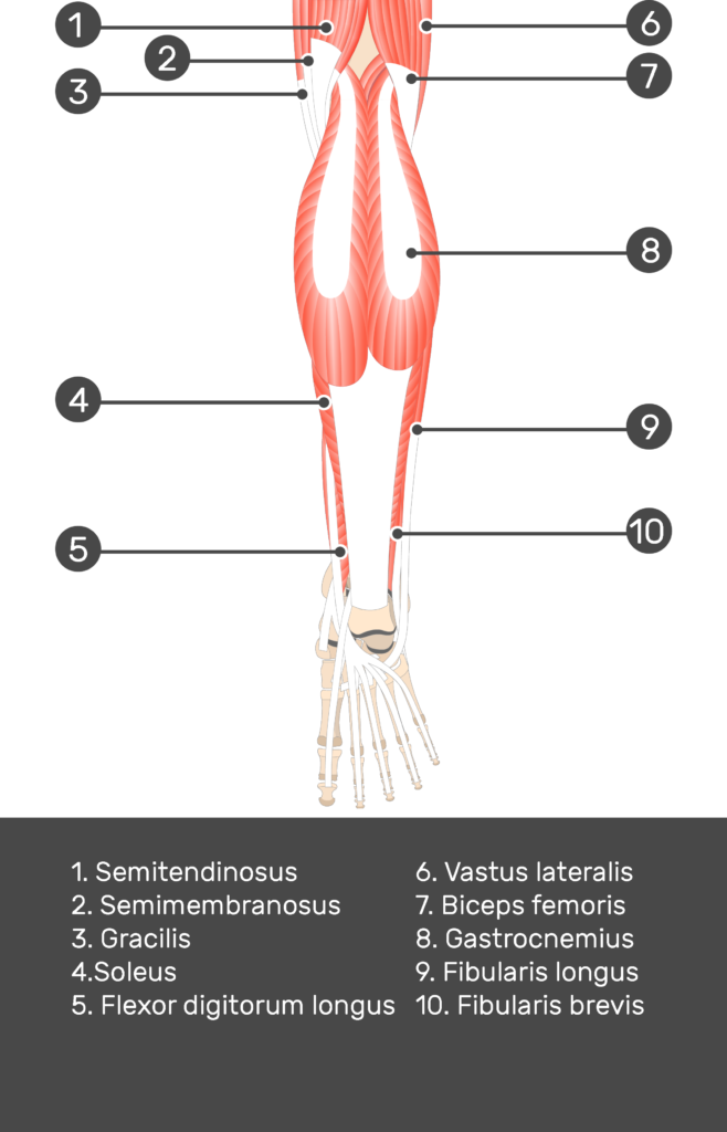 Soleus Muscle Origin And Insertion Tibialis Posterior Muscle Calf And