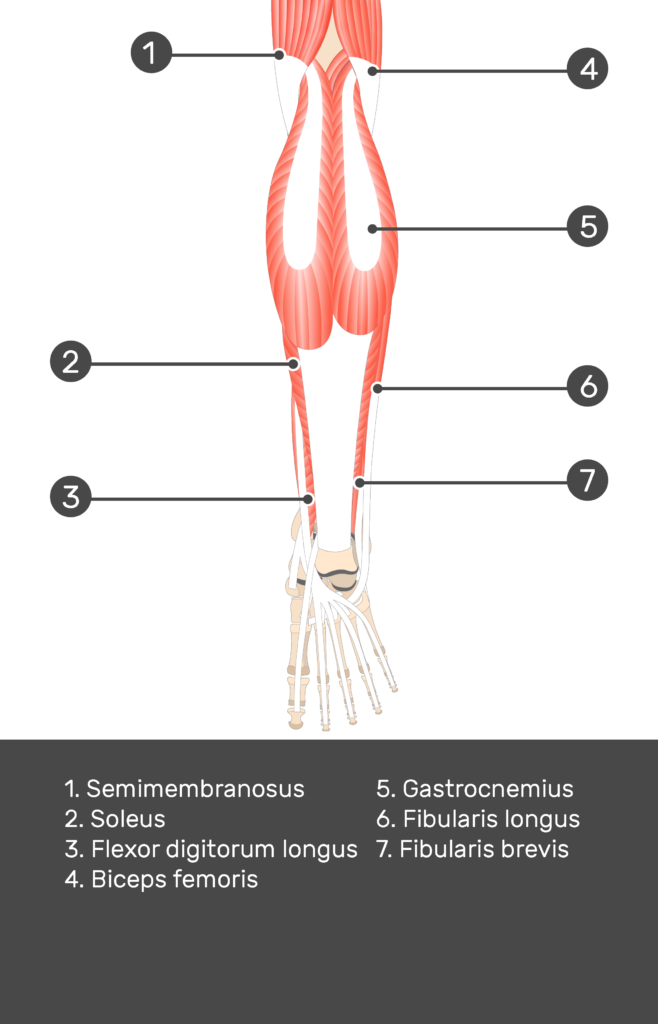 Soleus Origin And Insertion