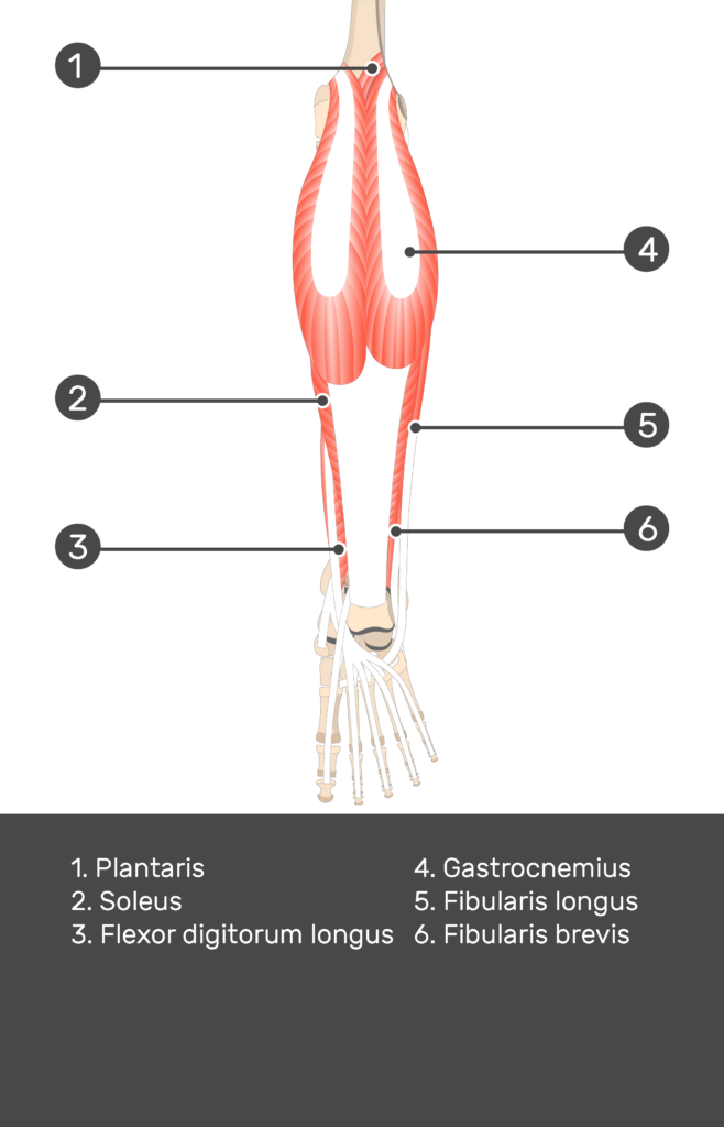 Soleus Muscle Origin And Insertion