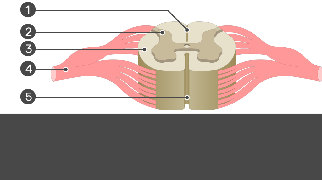 Spinal Cord Cross Section Diagram Table 1 2 From Spinal Cord