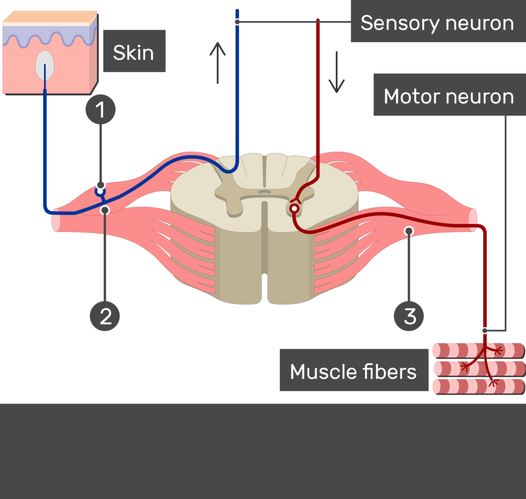 Ventral and dorsal roots of the spinal cord | GetBodySmart