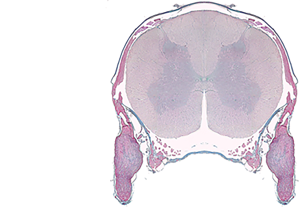 Describe The Cross Sectional Anatomy Of Spinal Cord What Is Spinal