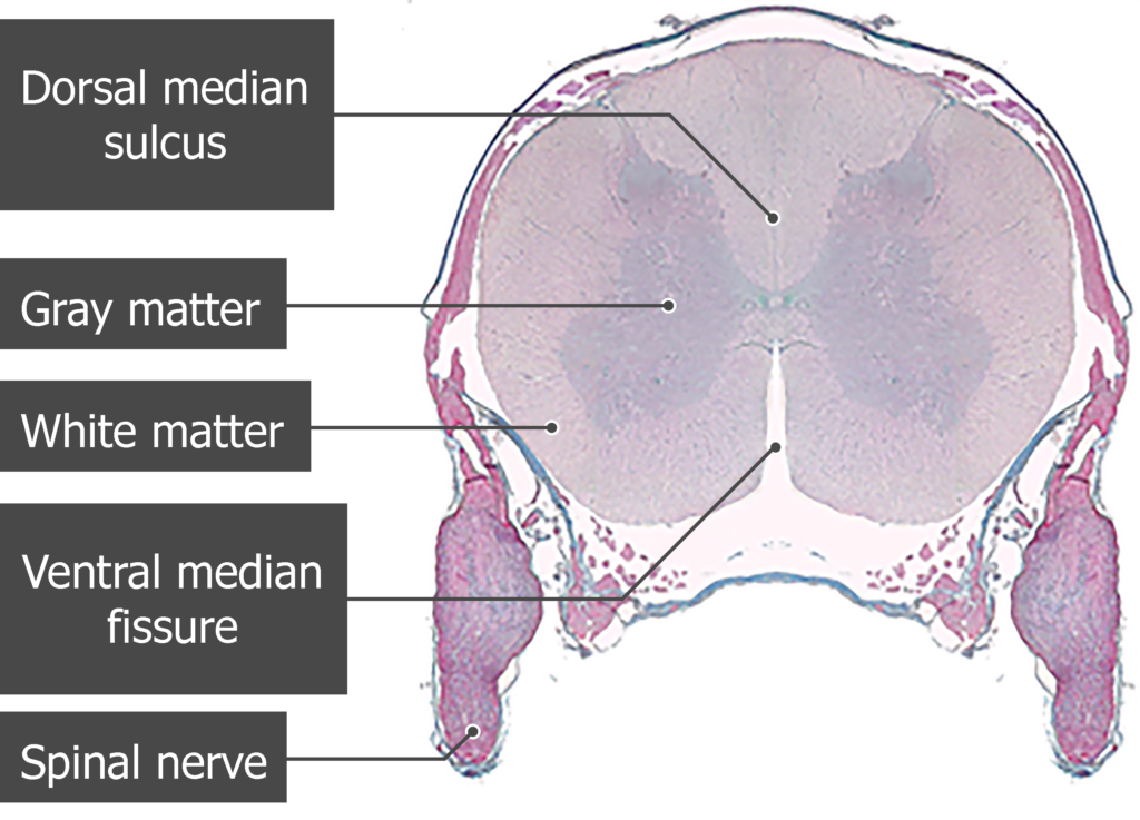 Spinal Cord Anatomy Cross Section