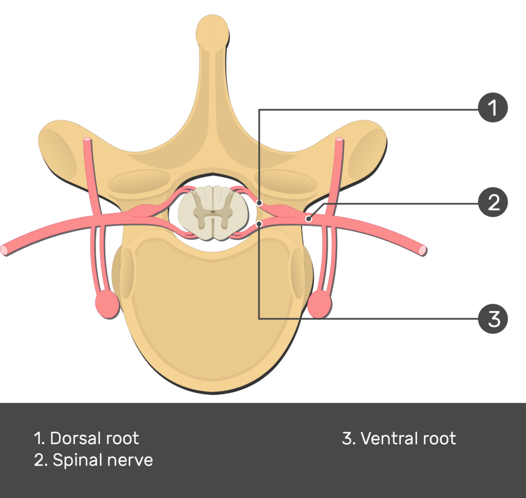 Ventral Rootlets