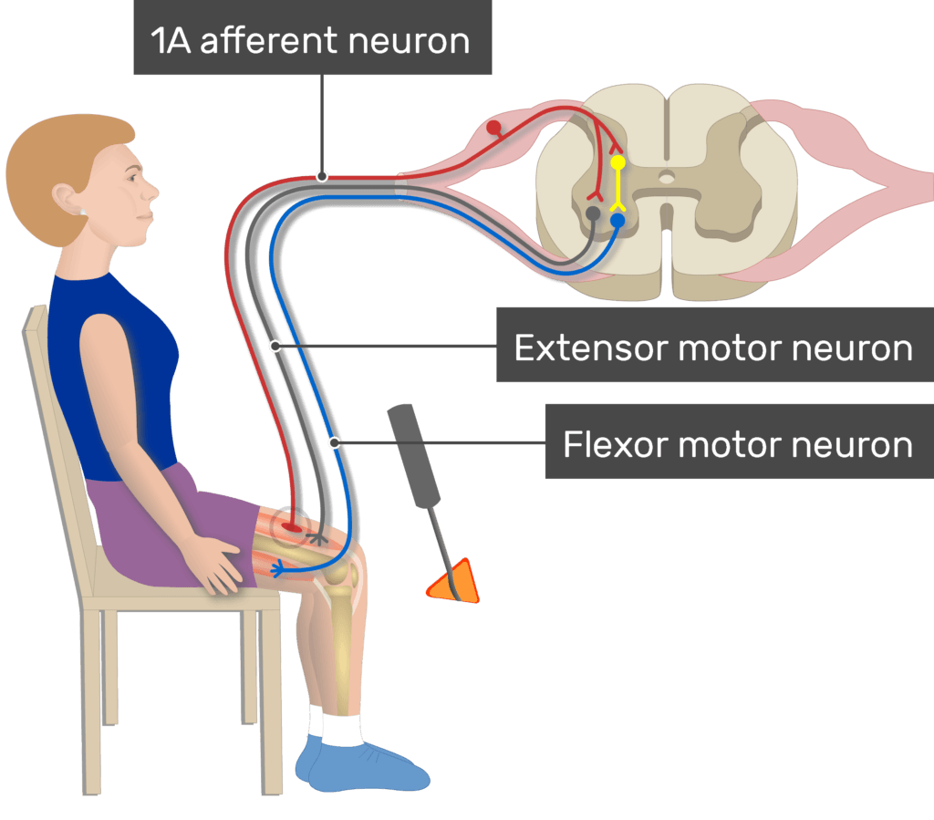 Stretch reflex (myotatic reflex): Definition, pathway | GetBodySmart