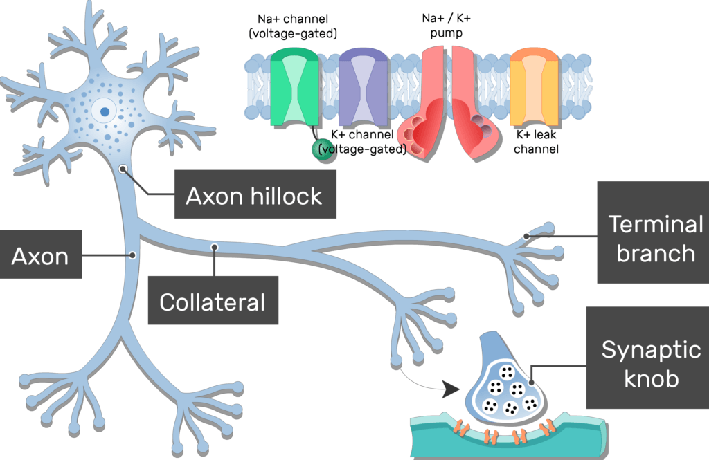 Axon - Structure and Functions | GetBodySmart