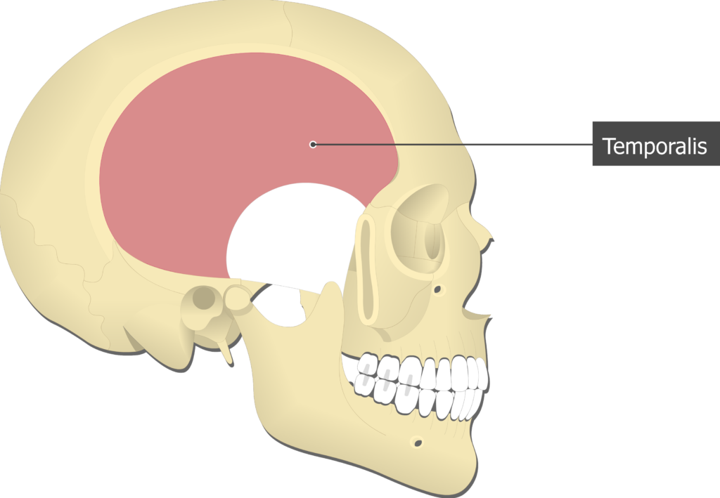 Temporalis Muscle