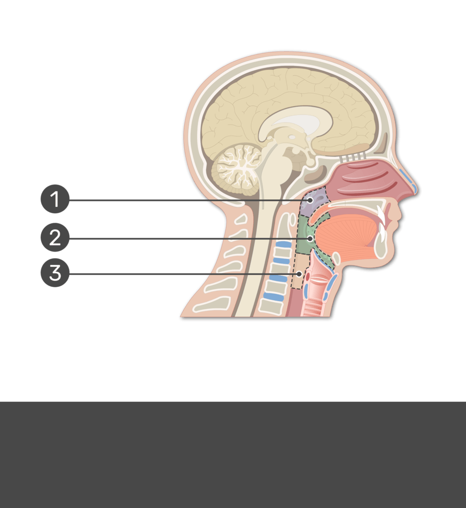 Laryngopharynx Anatomy Definition Parts Lymphatics