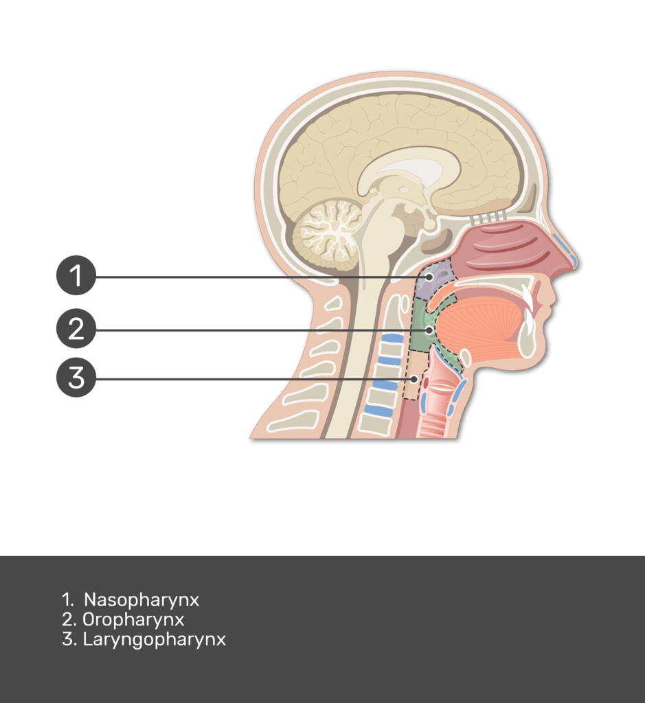 Oropharynx Diagram Unlabeled