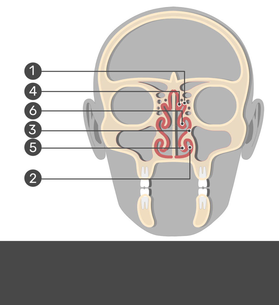 Turbinate Bones (Nasal Conchae): anatomy and diagram | GetBodySmart