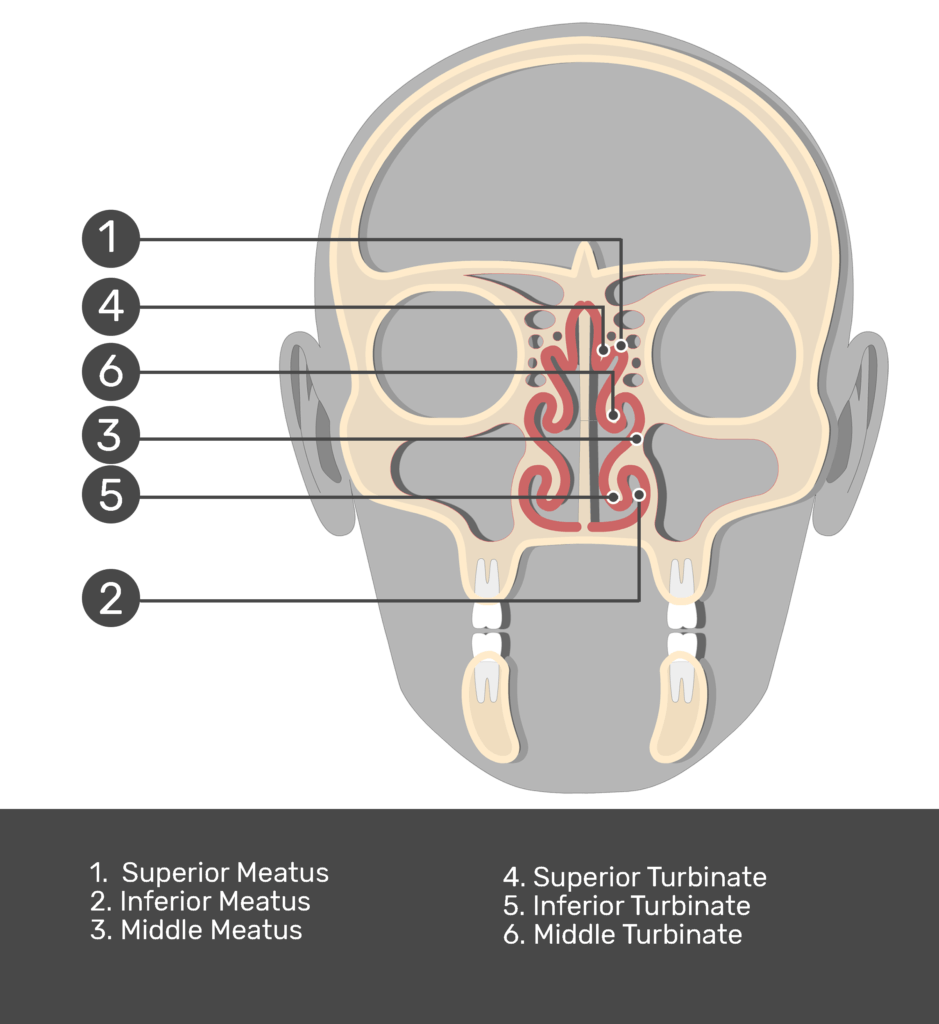 Turbinate Bones (Nasal Conchae): anatomy and diagram | GetBodySmart