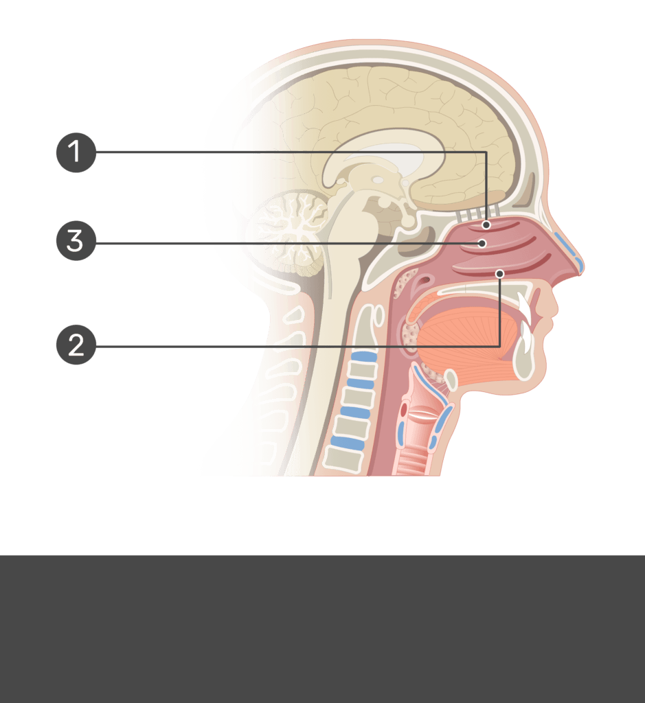Turbinate Bones (Nasal Conchae): anatomy and diagram | GetBodySmart