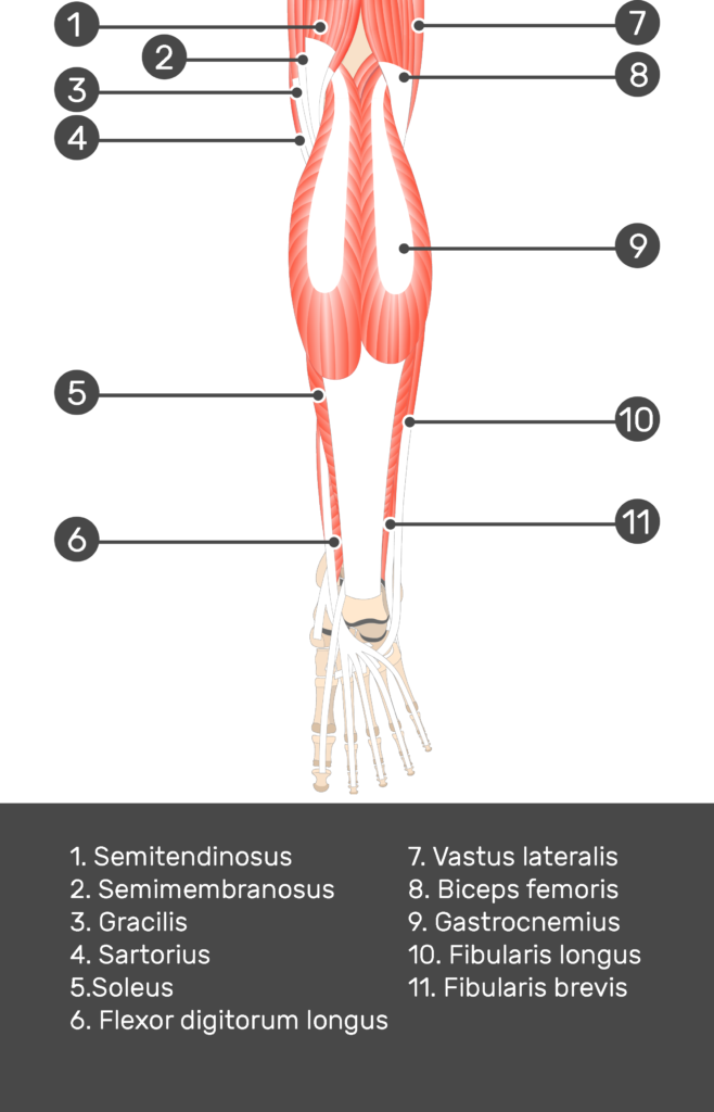 Tibialis Posterior Origin And Insertion Muscles Of The Foot, Ankle,