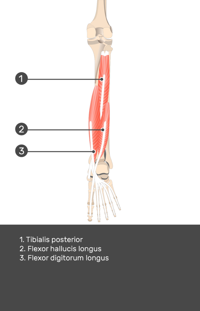 Tibialis Posterior Origin And Insertion