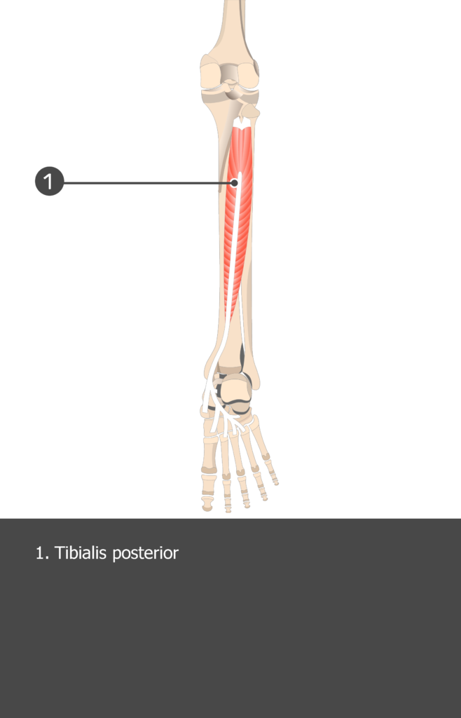 Tibialis Posterior Muscle - Attachments, Actions & Innervation ...