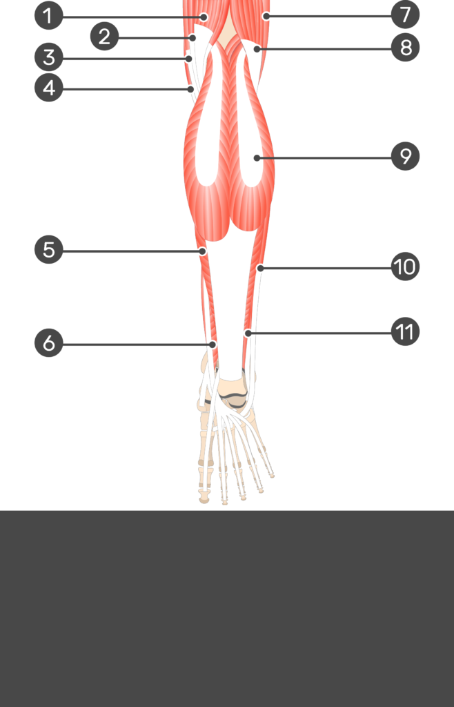 Tibialis Posterior Muscle Origin And Insertion