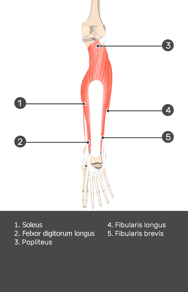 Tibialis Posterior Tendon Origin