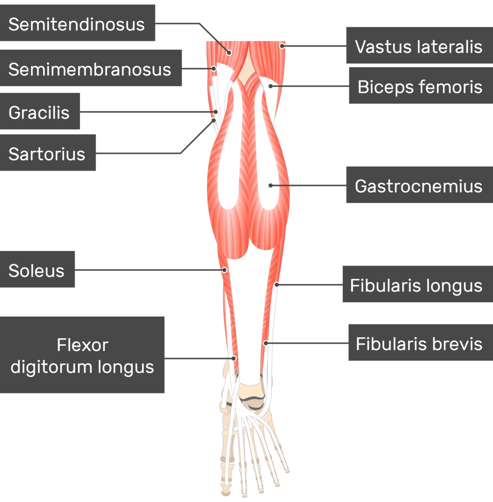 Muscle Anatomy Of The Tibialis Posterior Insoles For Posterior Tibial