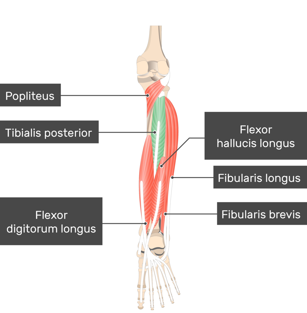 Tibialis Posterior Origin And Insertion