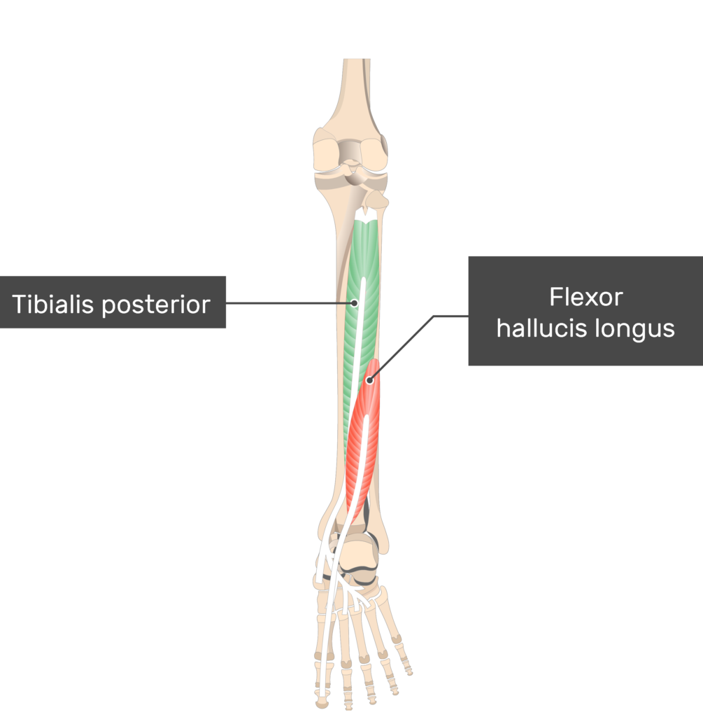 Tibialis Posterior Muscle