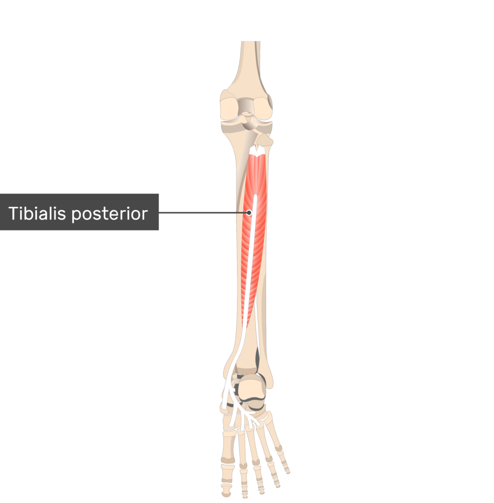 Tibialis Posterior Origin And Insertion