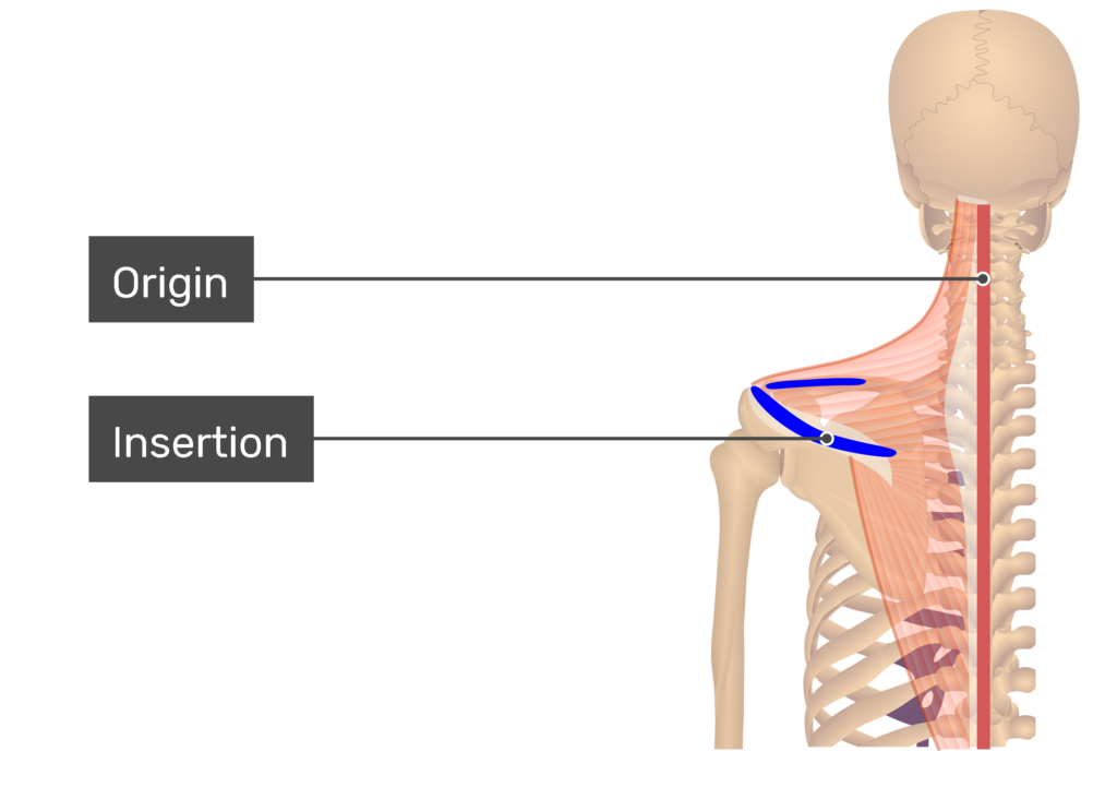 Trapezius Muscle Origin And Insertion Trapezius Muscle Origin And Insertion
