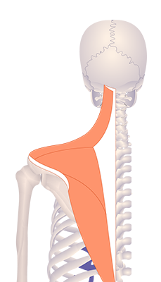 Trapezius muscle: attachments, actions and innervation | GetBodySmart