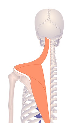 Trapezius muscle: attachments, actions and innervation | GetBodySmart
